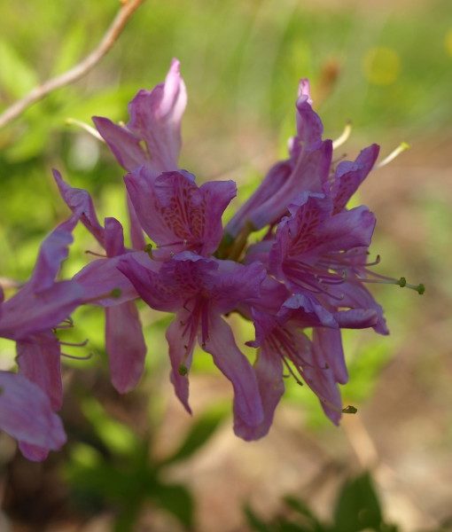 Azalea ’Rosy Lights’ - Hägnaregården