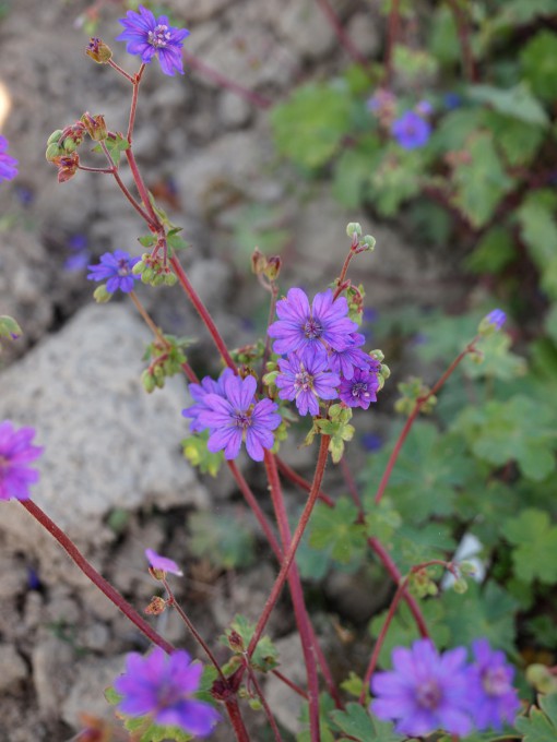 Geranium pyrenaicum ’Bill Wallis’ - Hägnaregården