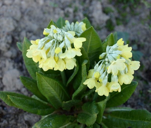 Primula sikkimensis - Hägnaregården